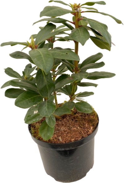 Rhorodendron, Orman Gülü, 50-60CM Boyunda,lila