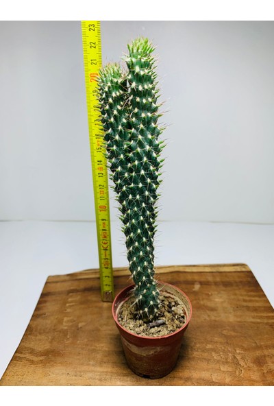 Folium Botanik Cylindropuntia Imbricata Pembe Çiçek Açan Tür Kaktüs Folium Botanik Cylindropuntia Imbricata Pembe Çiçek Açan Tür Kaktüs