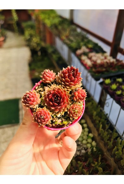 Folium Botanik Sempervivum Arachnoideum