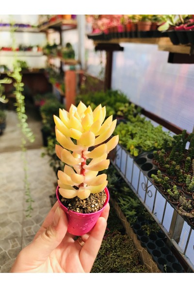 Folium Botanik Sedum Nussbaumerianum Sukulent