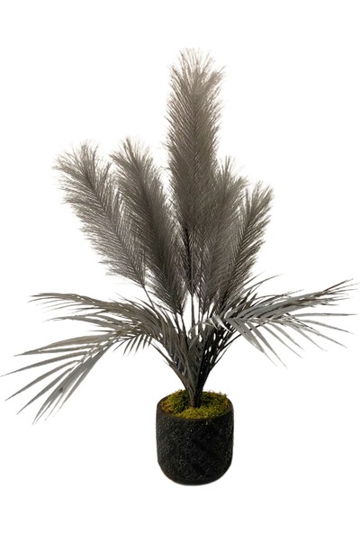 Hediye Vitrini Beton Siyah Otantik Saksı Da Gri Püsküllü Palmiye Ağacı 70 cm Hediye Vitrini Beton Siyah Otantik Saksı Da Gri Püsküllü Palmiye Ağacı 70 cm