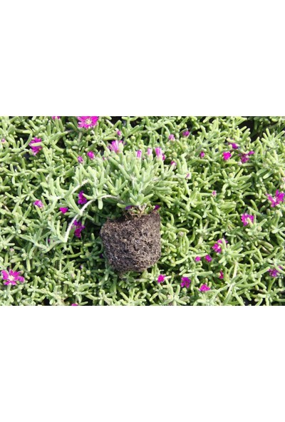 Biorganix Acem Halısı Fidanı 5-15 cm Biorganix Acem Halısı Fidanı 5-15 cm