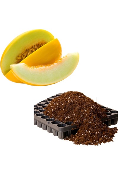 Atabars 45 Adet Karvun Fidesi Yetiştirme Seti