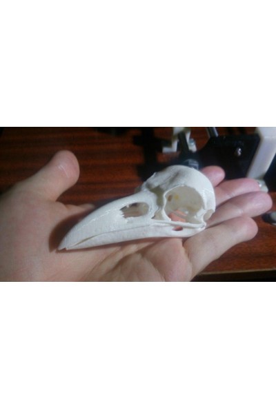 Yzcstore Bir Kuzgunun Gerçek Kafatası Plastik Aparat
