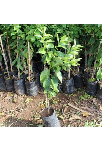 Berke Fidancılık Saksılık Bodur Mayer Lımonu 3 Yas Berke Fidancılık Saksılık Bodur Mayer Lımonu 3 Yas