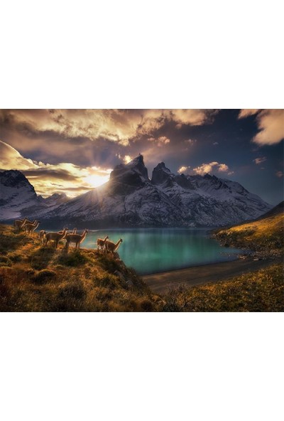 Heye Puzzle 29815 Guanacos Puzzle - 1000 parça