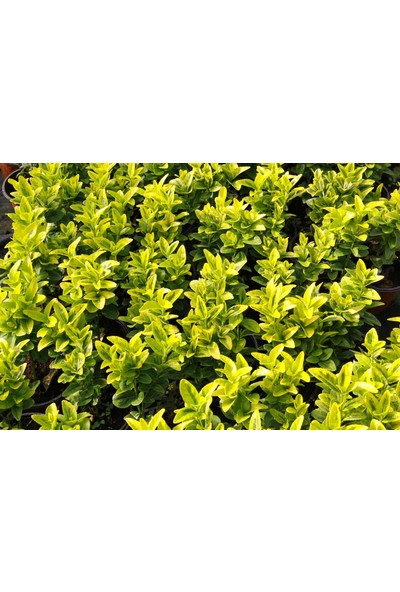 Tunç Botani̇k Gold Taflan - Sarı Çit Bitkisi 50 Adet Tunç Botani̇k Gold Taflan - Sarı Çit Bitkisi 50 Adet