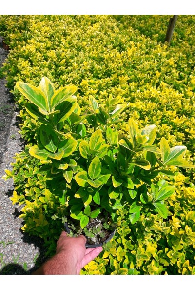 Tunç Botani̇k Gold Taflan - Sarı Çit Bitkisi 30 Adet Tunç Botani̇k Gold Taflan - Sarı Çit Bitkisi 30 Adet