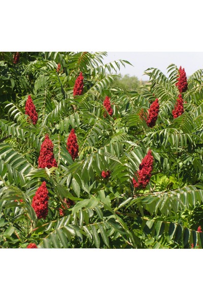 Tüplü Sumak Ağacı Fidanı