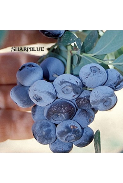 Tüplü Erkenci Sharp Blue Yaban Mersini Likapa Fidanı