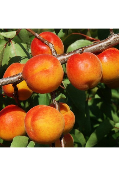 Yalova Fidan Market Kayısı Fidanı Roxana Aşılı