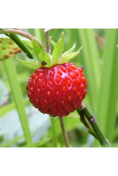 Yalova Fidan Market Dağ Çileği Fidesi Aşılı