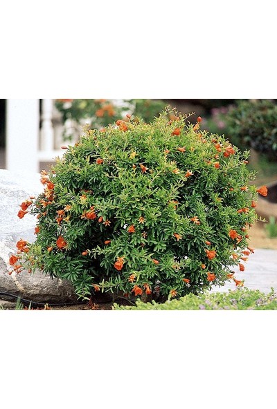 Yalova Fidan Market Süs Narı (Punica Granatum Nana) Fidanı Yalova Fidan Market Süs Narı (Punica Granatum Nana) Fidanı