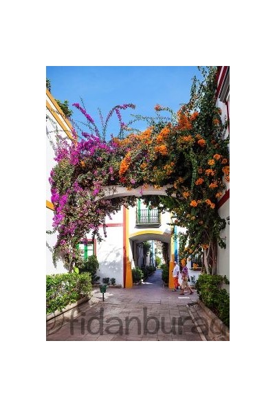 Fidan Burada ​Begonvil Sarmaşığı - Pembe -Turuncu (Bougainvillea)