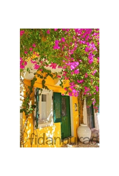 Fidan Burada Begonvil Sarmaşığı-Pembe -Fuşya-Bougainvillea Fidan Burada Begonvil Sarmaşığı-Pembe -Fuşya-Bougainvillea