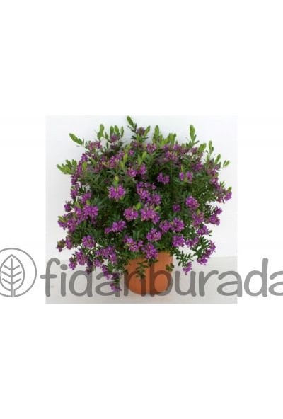 Fidan Burada Poligala Çiçeği - Süt Otu (Polygala Myrtifolia)