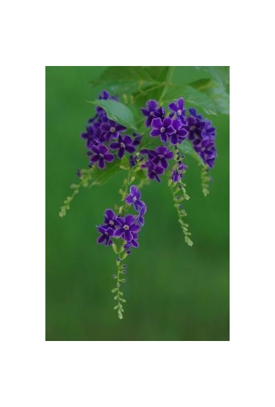 Fidan Burada Duranta Çalısı - Ağaç Menekşesi- (Duranta Erecta)- Özel Ürün Fidan Burada Duranta Çalısı - Ağaç Menekşesi- (Duranta Erecta)- Özel Ürün