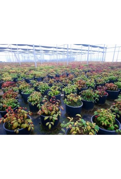 Fidan Burada Bodur Cennet Bambusu (Nandina Domestica Fire Power) Fidan Burada Bodur Cennet Bambusu (Nandina Domestica Fire Power)