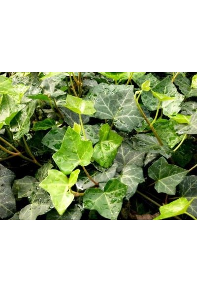 Fidan Burada Duvar Sarmaşığı (Hedera Helix) +100 Cm