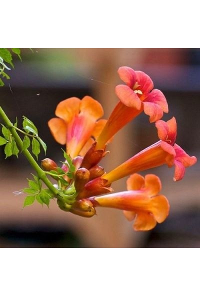 Fidan Burada Acem Borusu (Campsis Radicans) Fidan Burada Acem Borusu (Campsis Radicans)