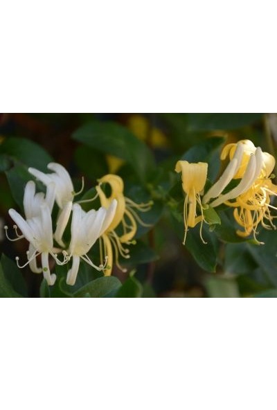 Fidan Burada Hanımeli Çiçeği -Kokulu-(Lonicera)