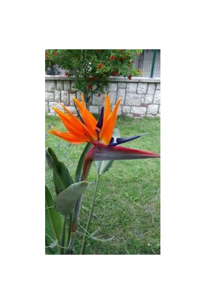 Fidan Burada Starliçya- Cennet Kuşu (Strelitzia Reginae)