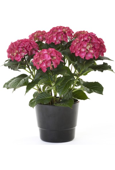 Plantistanbul Ortanca Fidanı Kırmızı 20-40 cm, Saksıda Plantistanbul Ortanca Fidanı Kırmızı 20-40 cm, Saksıda