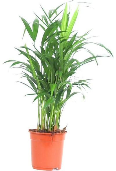 Berceste Peyzaj Areka Bitkisi (Areca Lutescens 60-80 Cm - Salon Palmiyesi) Berceste Peyzaj Areka Bitkisi (Areca Lutescens 60-80 Cm - Salon Palmiyesi)