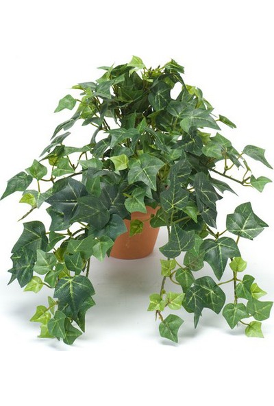 Bercestepeyzaj Hedera Helix