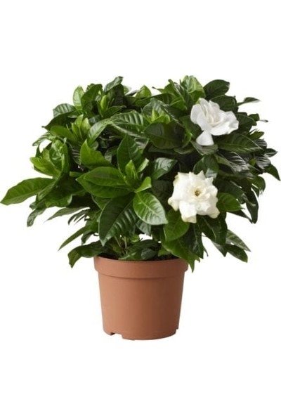 Berceste Peyzaj Gardenya Çiçeği (Gardenia Jasminoides Q13 cm saksı çapında) Berceste Peyzaj Gardenya Çiçeği (Gardenia Jasminoides Q13 cm saksı çapında)