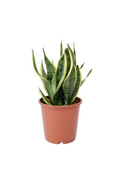 Bercestepeyzaj Paşa Kılıcı - Peygamber Kılıcı (Sansevieria Trifasciata 30 Cm)