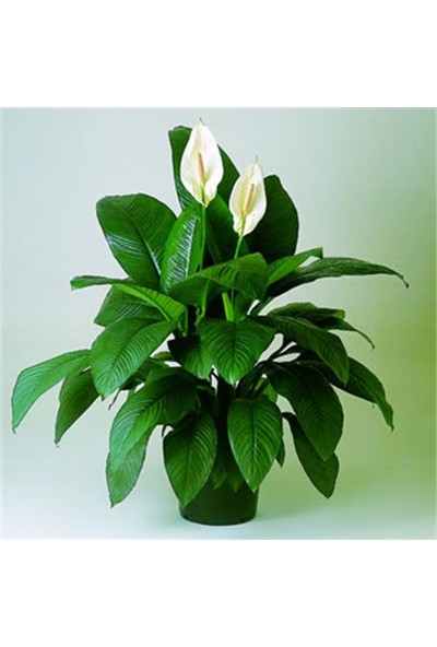 Berceste Peyzaj Barış (Yelken Çiçeği) Spathiphyllum Salon Bitkisi Berceste Peyzaj Barış (Yelken Çiçeği) Spathiphyllum Salon Bitkisi