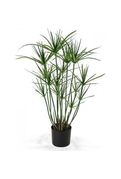 Plantistanbul Japon Şemsiyesi, Saksıda