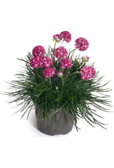 Plantistanbul Armeria Maritima Çim Karanfili, Saksıda