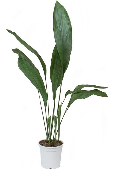 Plantistanbul Aspidistra Elatior Salon Yaprağı, Saksıda