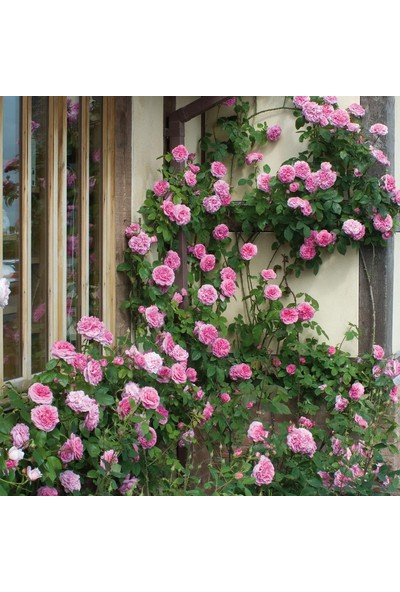 Plantistanbul Sarmaşık Isparta Gülü, Saksıda