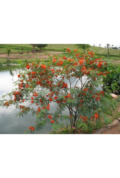 Plantistanbul Sesbania Punicea Sesbanya Çiçeği, Saksıda