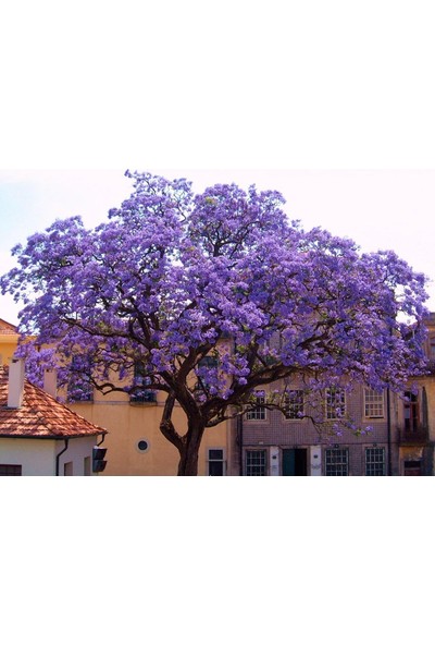 Plantistanbul Paulownia tomentosa Pavlonya Fidanı, Saksıda