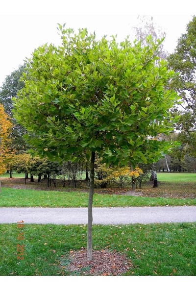 Plantistanbul Londra Çınarı Ağacı, Saksıda