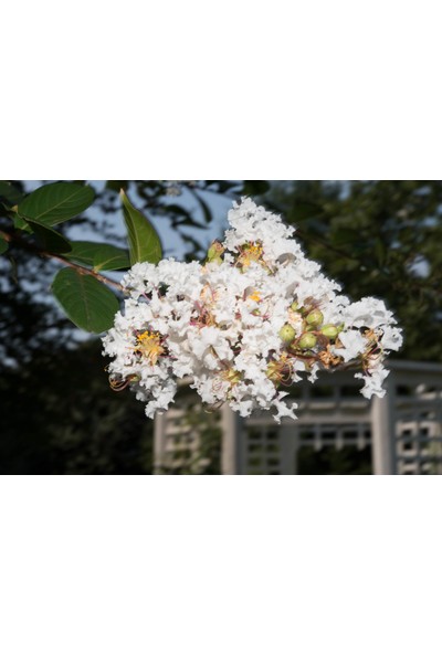 Plantistanbul Beyaz Oya Ağacı, Saksıda