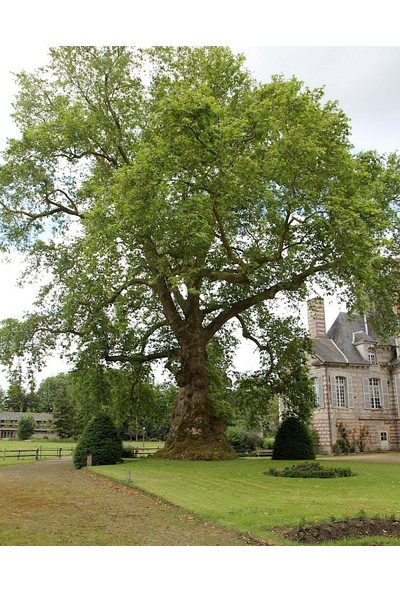 Plantistanbul Doğu Çınarı, Saksıda