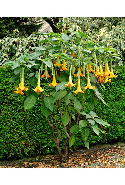 Plantistanbul Melek Borazanı 100 cm, Saksıda