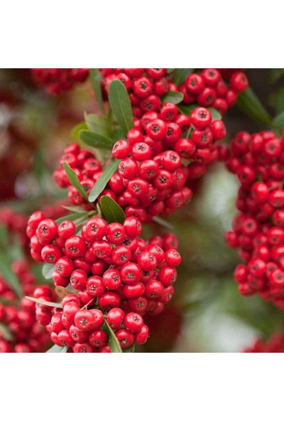 Plantistanbul Kırmızı Ateş Dikeni, Saksıda