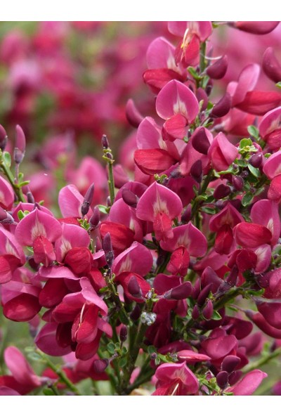 Plantistanbul Koyu Pembe Katır Tırnağı, Saksıda