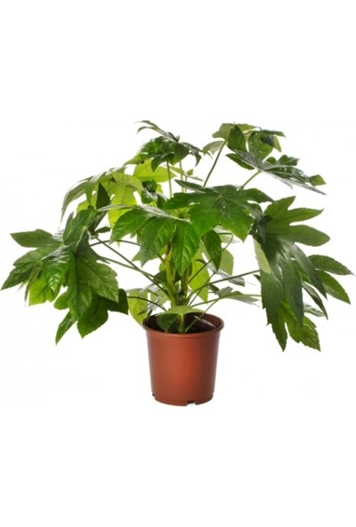 Plantistanbul Japon Çınarı, Saksıda