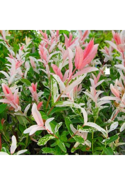 Plantistanbul Japon Söğüdü, Saksıda