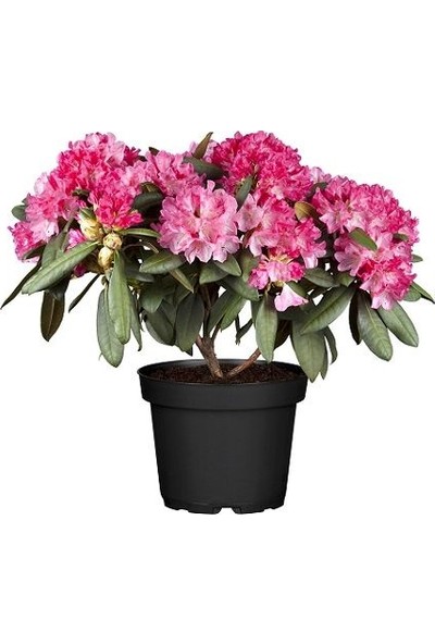 Plantistanbul Pembe Orman Gülü, Saksıda