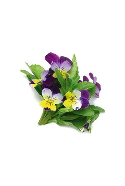 Mutlu Sebzeler Menekşe Çiçeği ( Yenilebilir Çiçek/1 Paket) Mutlu Sebzeler Menekşe Çiçeği ( Yenilebilir Çiçek/1 Paket)