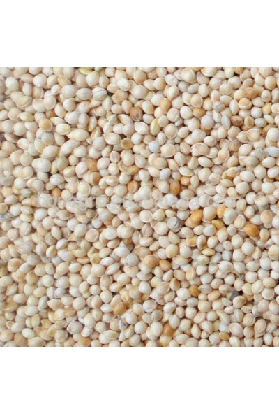 Aslımlar Ak (Beyaz) Darı 20 kg Kuş Yemi