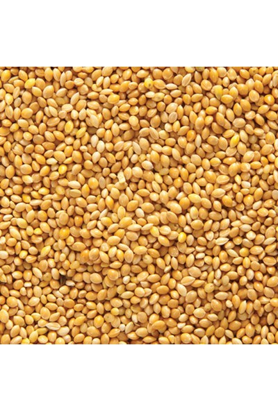 Aslımlar Sarı Darı 5 kg Kuş Yemi